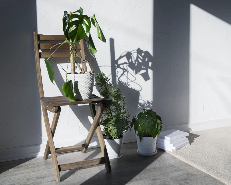 From Dull to Dazzling: Your All-in-1 Plant Lighting Guide– Plantee ...